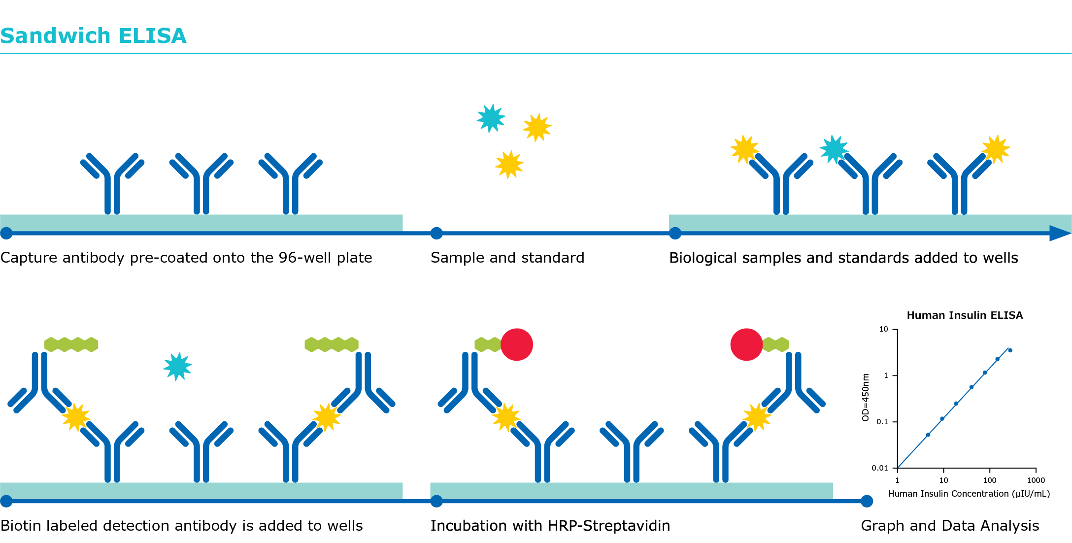 שילוב ELISA ו- Multiplex מאפשר זיהוי חלבונים בקלות ובביטחון