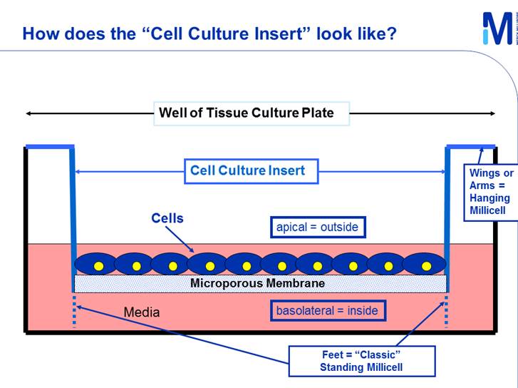 Millicell® inserts and plates | מרקורי מוצרי מדע ותעשייה